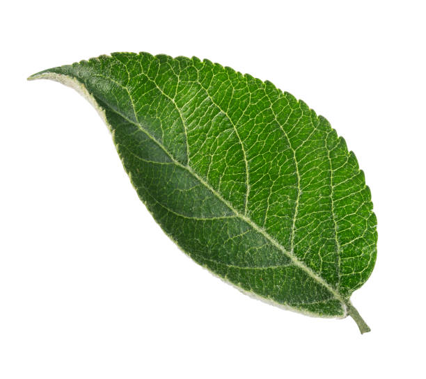 Royalty Free Apple Tree Leaves Pictures, Images and Stock Photos - iStock Royalty Free Apple Tree Leaves Pictures, Images and Stock Photos - iStock