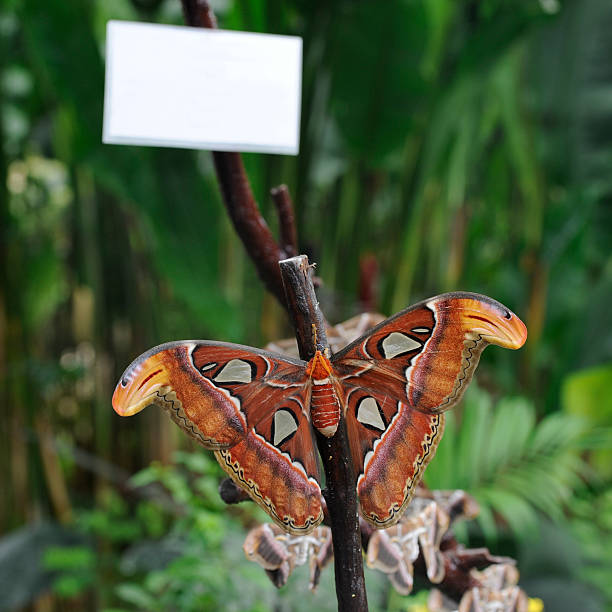 Attacus Atlas Moth Stock Photos, Pictures & Royalty-Free Images - iStock Attacus Atlas Moth Stock Photos, Pictures & Royalty-Free Images - iStock