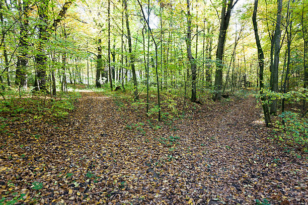 Royalty Free Multiple Paths Pictures, Images and Stock Photos - iStock Royalty Free Multiple Paths Pictures, Images and Stock Photos - iStock