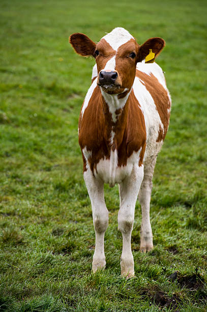 Ayrshire Rind Fotos - Bilder und Stockfotos - iStock Ayrshire Rind Fotos - Bilder und Stockfotos - iStock