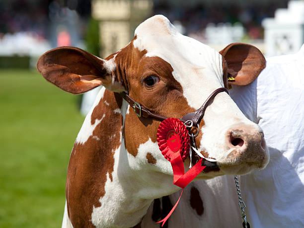 Ayrshire Rind Fotos - Bilder und Stockfotos - iStock Ayrshire Rind Fotos - Bilder und Stockfotos - iStock