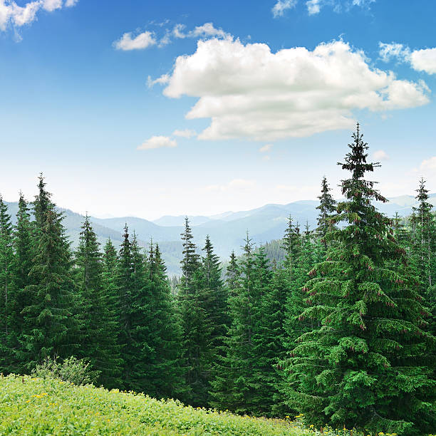 Royalty Free Pine Tree Pictures, Images and Stock Photos - iStock Royalty Free Pine Tree Pictures, Images and Stock Photos - iStock