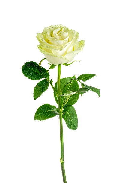 Best Long Stem White Roses Stock Photos, Pictures & Royalty-Free Images ... Best Long Stem White Roses Stock Photos, Pictures & Royalty-Free Images ...