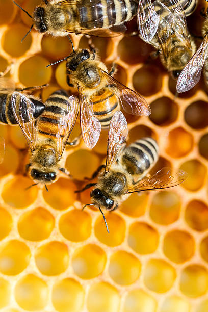 Royalty Free Honey Bee Pictures, Images and Stock Photos - iStock Royalty Free Honey Bee Pictures, Images and Stock Photos - iStock