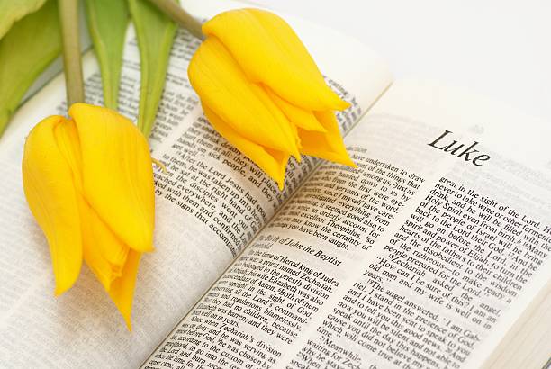 Open Tulip Stock Photos, Pictures & Royalty-Free Images - iStock Open Tulip Stock Photos, Pictures & Royalty-Free Images - iStock