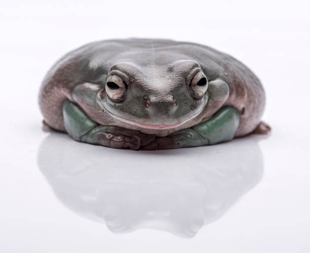 Dumpy Tree Frog Stock Photos, Pictures & Royalty-Free Images - iStock Dumpy Tree Frog Stock Photos, Pictures & Royalty-Free Images - iStock