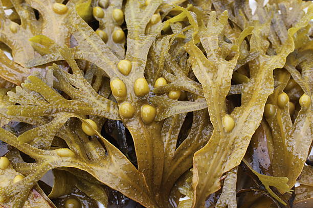 Best Brown Algae Stock Photos, Pictures & Royalty-Free Images - iStock Best Brown Algae Stock Photos, Pictures & Royalty-Free Images - iStock