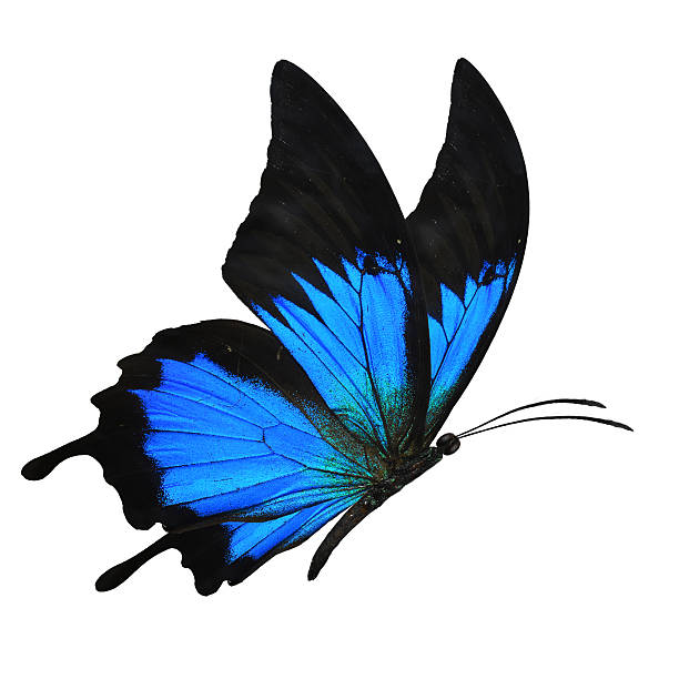 Royalty Free Blue Butterfly Pictures, Images and Stock Photos - iStock Royalty Free Blue Butterfly Pictures, Images and Stock Photos - iStock