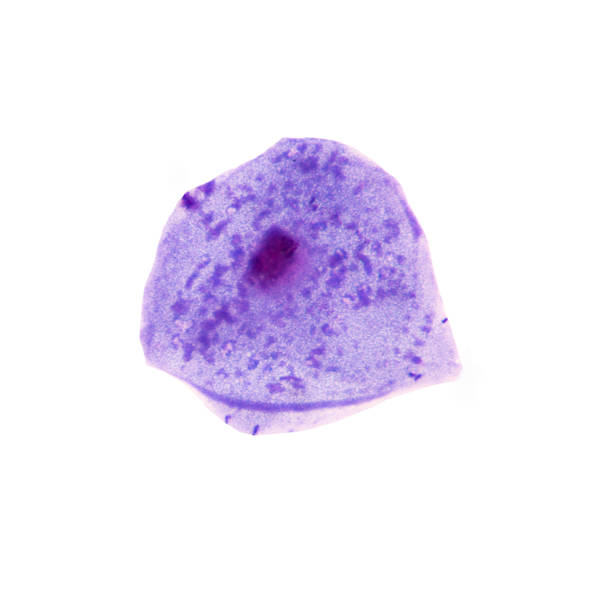 Best Simple Squamous Epithelium Stock Photos, Pictures & Royalty-Free ... Best Simple Squamous Epithelium Stock Photos, Pictures & Royalty-Free ...