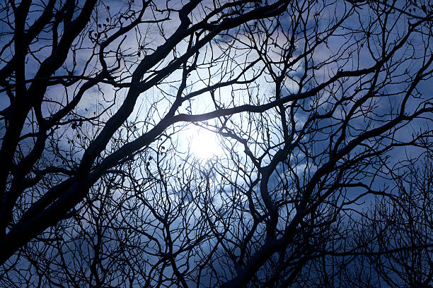 Best Full Moon Shining Above The Trees Stock Photos, Pictures & Royalty ... Best Full Moon Shining Above The Trees Stock Photos, Pictures & Royalty ...