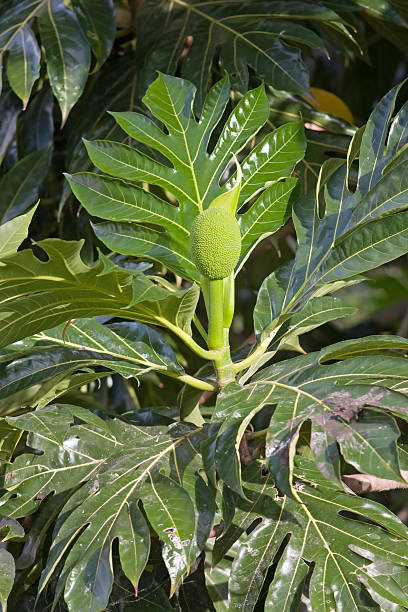 Royalty Free Breadfruit Tree Pictures, Images and Stock Photos - iStock Royalty Free Breadfruit Tree Pictures, Images and Stock Photos - iStock