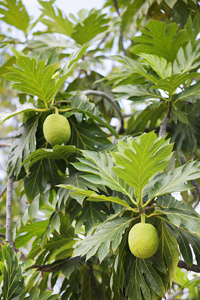 Royalty Free Breadfruit Tree Pictures, Images and Stock Photos - iStock Royalty Free Breadfruit Tree Pictures, Images and Stock Photos - iStock