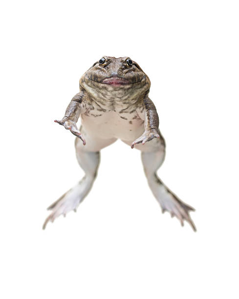 Best Frog Jumping Stock Photos, Pictures & Royalty-Free Images - iStock Best Frog Jumping Stock Photos, Pictures & Royalty-Free Images - iStock