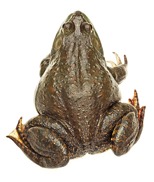 Rana Toro Americana Fotos - Banco de fotos e imágenes de stock - iStock Rana Toro Americana Fotos - Banco de fotos e imágenes de stock - iStock