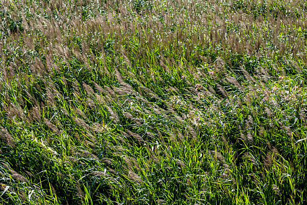 Backwater Curve Stock Photos, Pictures & Royalty-Free Images - iStock Backwater Curve Stock Photos, Pictures & Royalty-Free Images - iStock