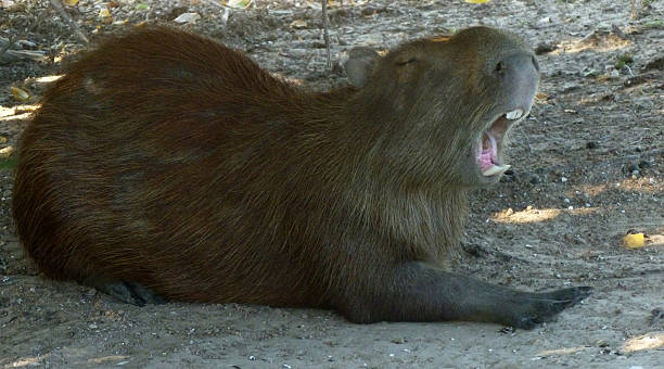 Best Capybara Stock Photos, Pictures & Royalty-Free Images - iStock Best Capybara Stock Photos, Pictures & Royalty-Free Images - iStock