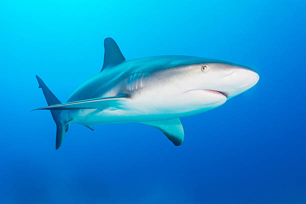 Karibischer Riffhai - Bilder und Stockfotos - iStock Karibischer Riffhai - Bilder und Stockfotos - iStock