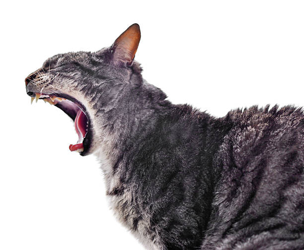 Cat Meowing White Background Stock Photos, Pictures & Royalty-Free ... Cat Meowing White Background Stock Photos, Pictures & Royalty-Free ...