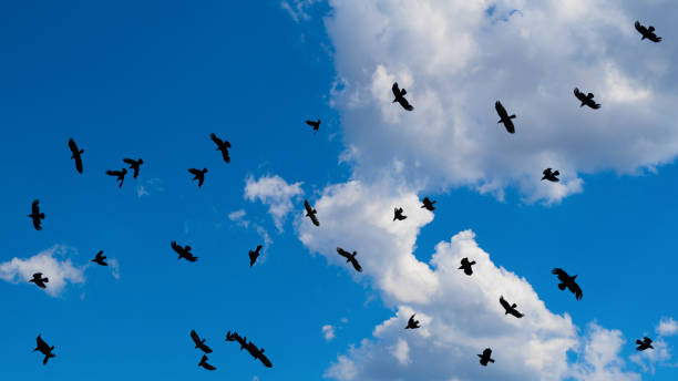 Flock Rooks Stock Photos, Pictures & Royalty-Free Images - iStock Flock Rooks Stock Photos, Pictures & Royalty-Free Images - iStock