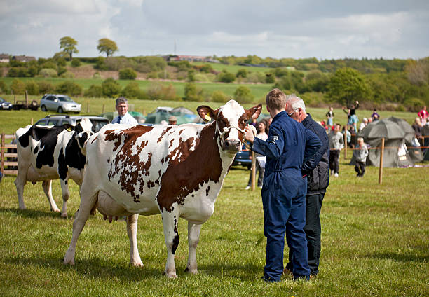 Ayrshire Rind Fotos - Bilder und Stockfotos - iStock Ayrshire Rind Fotos - Bilder und Stockfotos - iStock