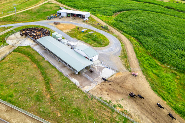 Milking Cows New Zealand Stock Photos, Pictures & Royalty-Free Images ... Milking Cows New Zealand Stock Photos, Pictures & Royalty-Free Images ...
