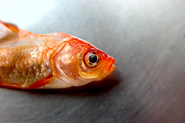 Dead Goldfish Stock Photos, Pictures & Royalty-Free Images - iStock Dead Goldfish Stock Photos, Pictures & Royalty-Free Images - iStock
