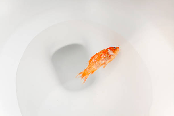 Dead Goldfish Stock Photos, Pictures & Royalty-Free Images - iStock Dead Goldfish Stock Photos, Pictures & Royalty-Free Images - iStock