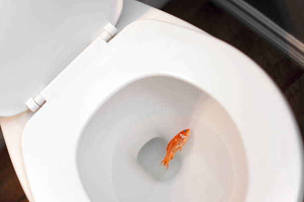 Dead Goldfish Stock Photos, Pictures & Royalty-Free Images - iStock Dead Goldfish Stock Photos, Pictures & Royalty-Free Images - iStock