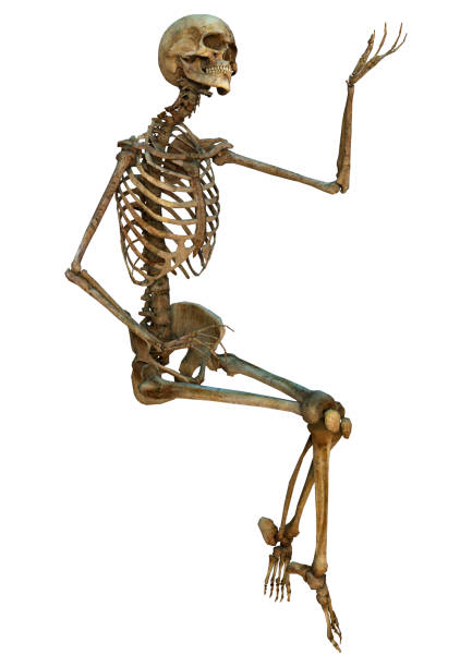 Sitting Skeleton Stock Photos, Pictures & Royalty-Free Images - iStock Sitting Skeleton Stock Photos, Pictures & Royalty-Free Images - iStock