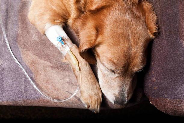 Best Iv Drip Dog Catheter Animal Stock Photos, Pictures & Royalty-Free ... Best Iv Drip Dog Catheter Animal Stock Photos, Pictures & Royalty-Free ...