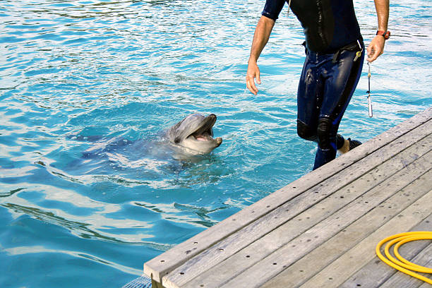 Dolphins Doing Tricks Stock Photos, Pictures & Royalty-Free Images - iStock Dolphins Doing Tricks Stock Photos, Pictures & Royalty-Free Images - iStock
