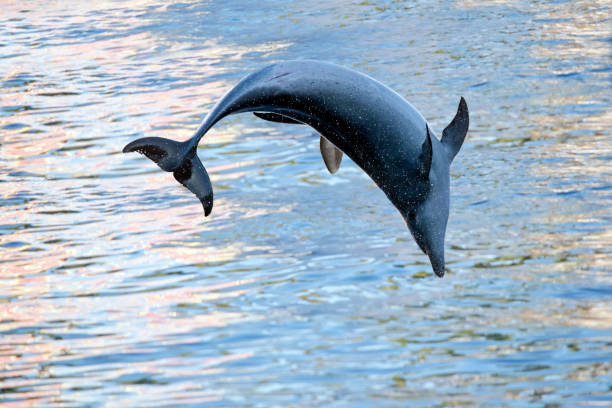 Dolphin Tail Fin Stock Photos, Pictures & Royalty-Free Images - iStock Dolphin Tail Fin Stock Photos, Pictures & Royalty-Free Images - iStock