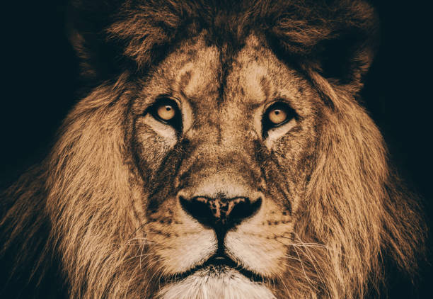 Best Lion Face Stock Photos, Pictures & Royalty-Free Images - iStock Best Lion Face Stock Photos, Pictures & Royalty-Free Images - iStock