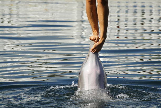 Dolphins Doing Tricks Stock Photos, Pictures & Royalty-Free Images - iStock Dolphins Doing Tricks Stock Photos, Pictures & Royalty-Free Images - iStock
