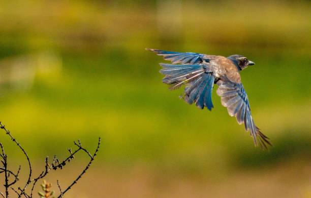 Best Blue Bird Flying Stock Photos, Pictures & Royalty-Free Images - iStock Best Blue Bird Flying Stock Photos, Pictures & Royalty-Free Images - iStock