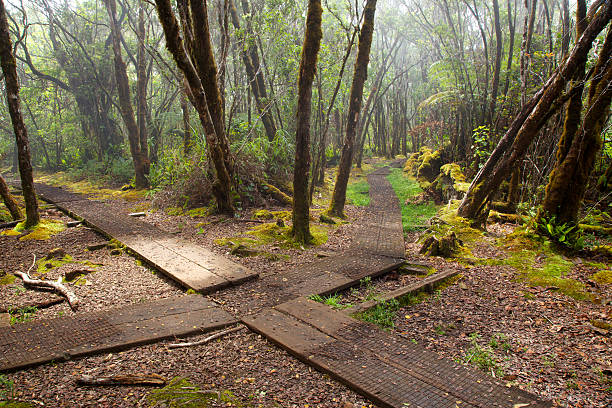 Royalty Free Multiple Paths Pictures, Images and Stock Photos - iStock Royalty Free Multiple Paths Pictures, Images and Stock Photos - iStock