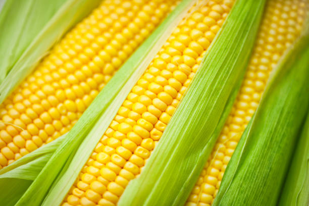 Royalty Free Corn Pictures, Images and Stock Photos - iStock Royalty Free Corn Pictures, Images and Stock Photos - iStock