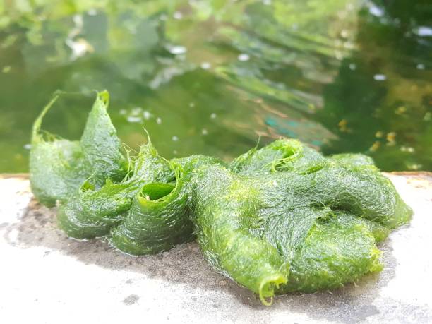 Spirogyra Stock Photos, Pictures & Royalty-Free Images - iStock Spirogyra Stock Photos, Pictures & Royalty-Free Images - iStock