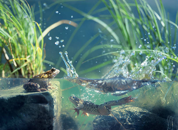 Best Frog Jumping Stock Photos, Pictures & Royalty-Free Images - iStock Best Frog Jumping Stock Photos, Pictures & Royalty-Free Images - iStock