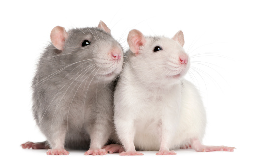 Front View Of Two Rats Stock Photo - Download Image Now - iStock Front View Of Two Rats Stock Photo - Download Image Now - iStock