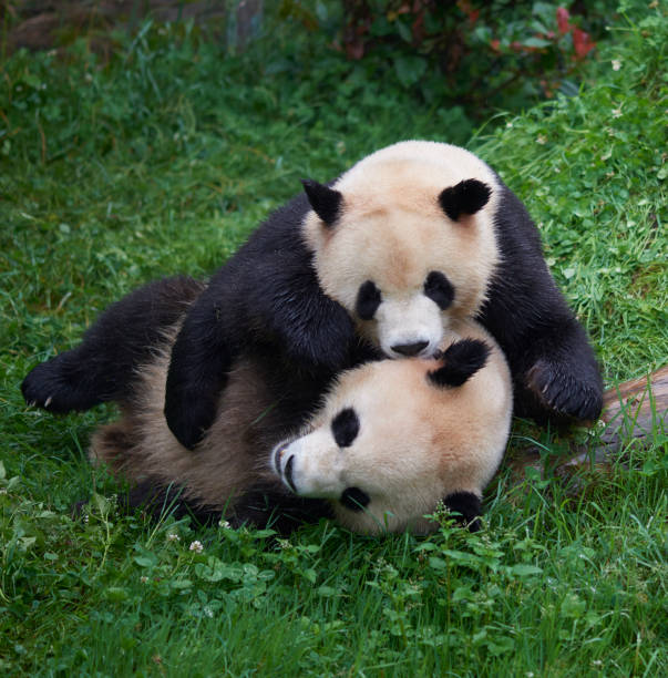 Giant Panda Paw Stock Photos, Pictures & Royalty-Free Images - iStock Giant Panda Paw Stock Photos, Pictures & Royalty-Free Images - iStock