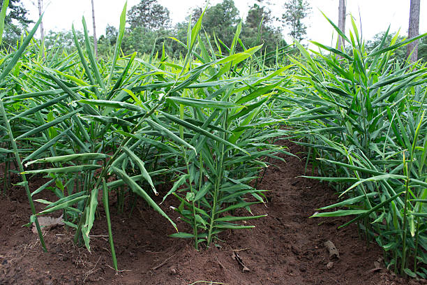 Royalty Free Ginger Plant Pictures, Images and Stock Photos - iStock Royalty Free Ginger Plant Pictures, Images and Stock Photos - iStock
