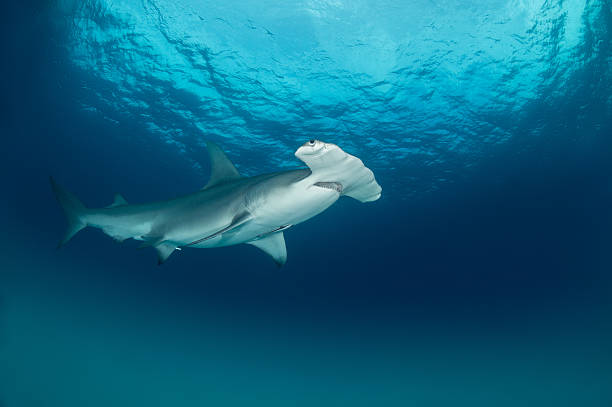 Royalty Free Hammerhead Shark Pictures, Images and Stock Photos - iStock Royalty Free Hammerhead Shark Pictures, Images and Stock Photos - iStock