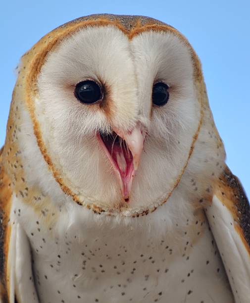 Royalty Free Barn Owl Pictures, Images and Stock Photos - iStock Royalty Free Barn Owl Pictures, Images and Stock Photos - iStock