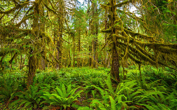 Bosque Lluvioso Del Hoh - Banco de fotos e imágenes de stock - iStock Bosque Lluvioso Del Hoh - Banco de fotos e imágenes de stock - iStock