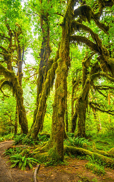 Bosque Lluvioso Del Hoh - Banco de fotos e imágenes de stock - iStock Bosque Lluvioso Del Hoh - Banco de fotos e imágenes de stock - iStock