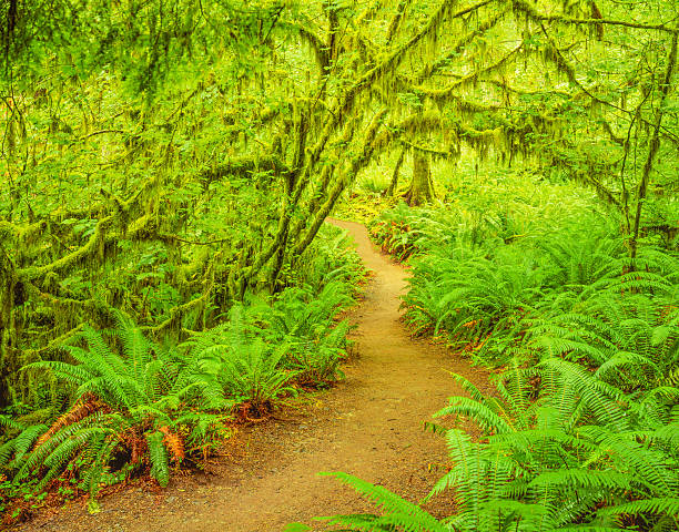 Bosque Lluvioso Del Hoh - Banco de fotos e imágenes de stock - iStock Bosque Lluvioso Del Hoh - Banco de fotos e imágenes de stock - iStock