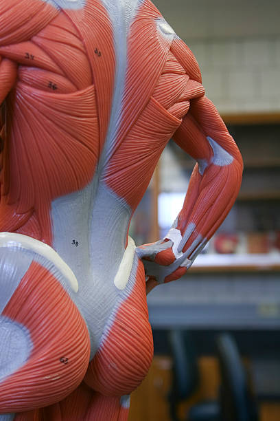 Muscles Of Buttock Hip And Pelvis Laminated Anatomy C - vrogue.co Muscles Of Buttock Hip And Pelvis Laminated Anatomy C - vrogue.co