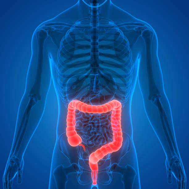 Intestino Grueso Humano - Banco de fotos e imágenes de stock - iStock Intestino Grueso Humano - Banco de fotos e imágenes de stock - iStock