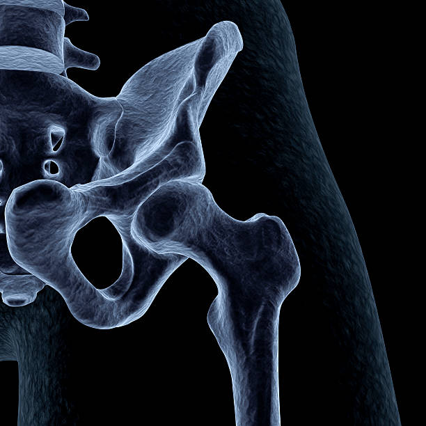 Hip Anatomy Stock Photos, Pictures & Royalty-Free Images - iStock Hip Anatomy Stock Photos, Pictures & Royalty-Free Images - iStock
